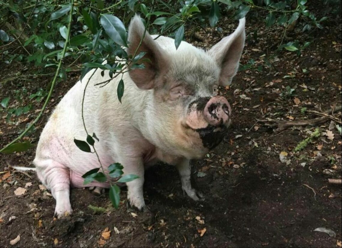 Pigs in the Wood: "We've got something really unique here." | Now Then ...