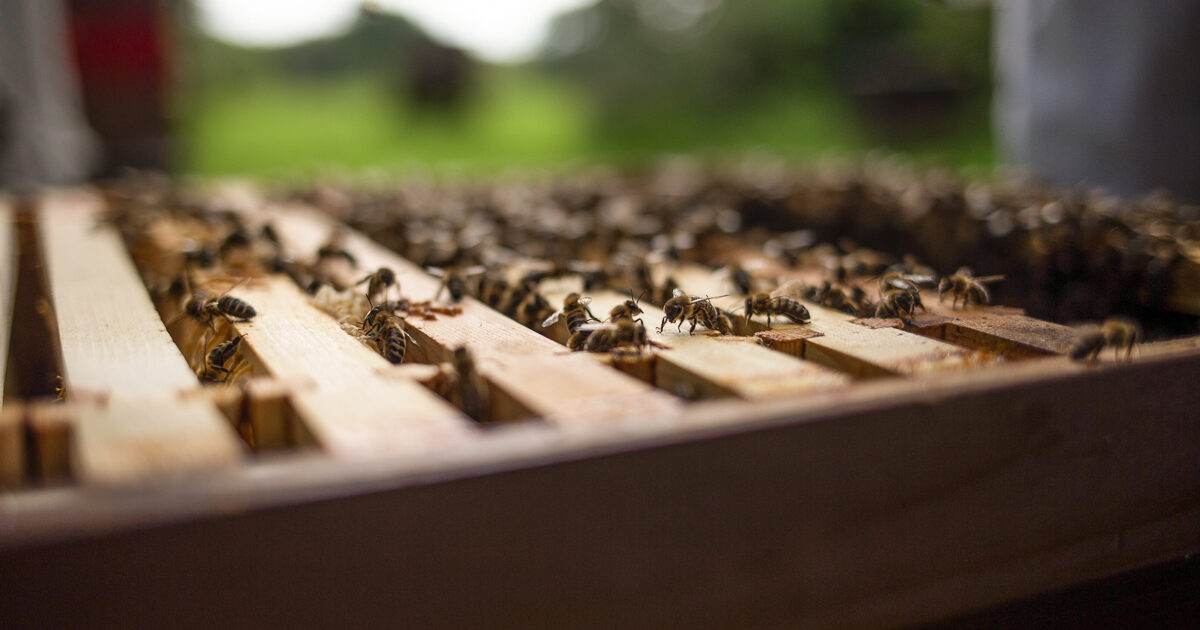 Listen to the bees and let them guide you | Now Then Sheffield