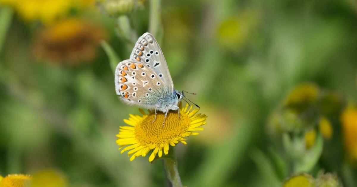 "Winding paths through a mosaic of habitats": Nature recovery at Shire ...