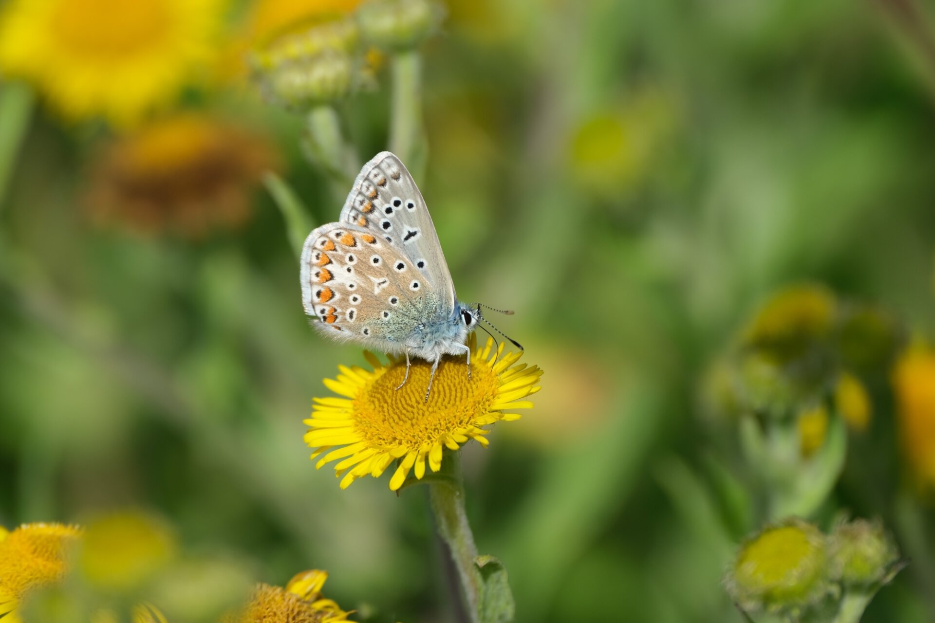 "Winding paths through a mosaic of habitats": Nature recovery at Shire ...