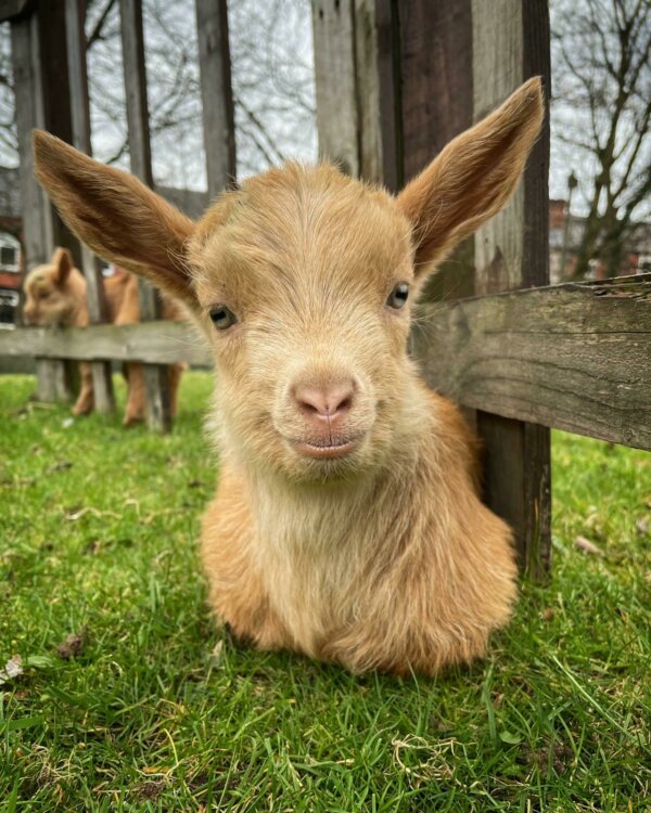 Heeley City Farm | Now Then Sheffield